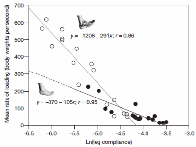 Correr descalzo ¿es saludable? | Mundo Entrenamiento