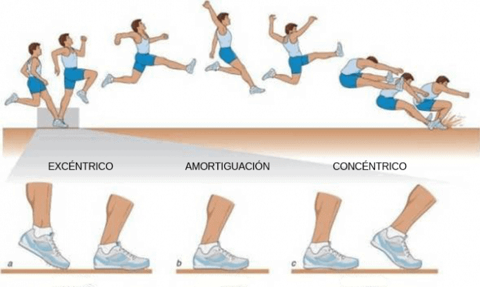 Estructura del ejercicio físico | Mundo Entrenamiento