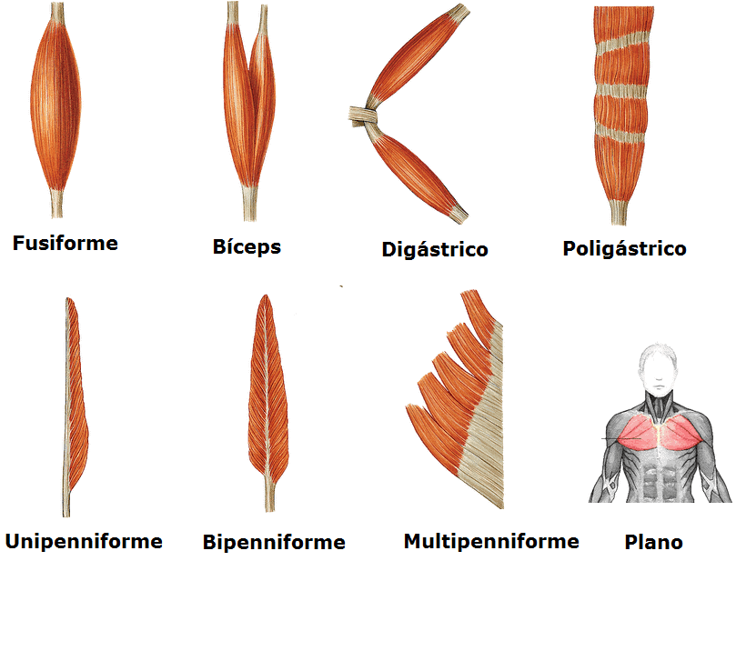 Types of Muscles in the Human Body【1 Practical Guide】