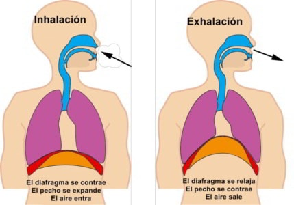 Respiración diafragmática: vemos 5 tipos y sus funciones
