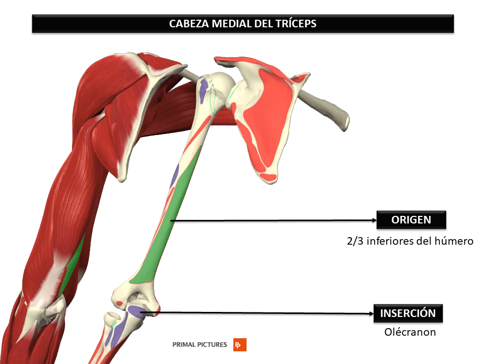 Best triceps exercises stimulating its 3 heads.