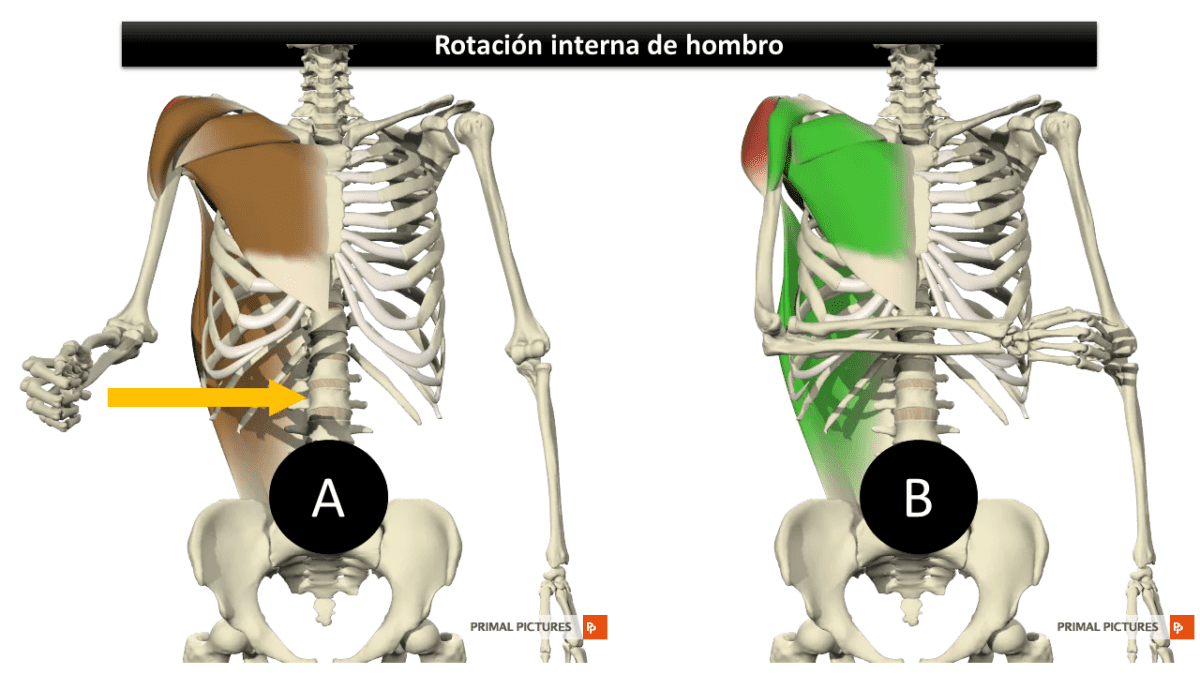 Mejores ejercicios para hombros: estimula sus 3 partes