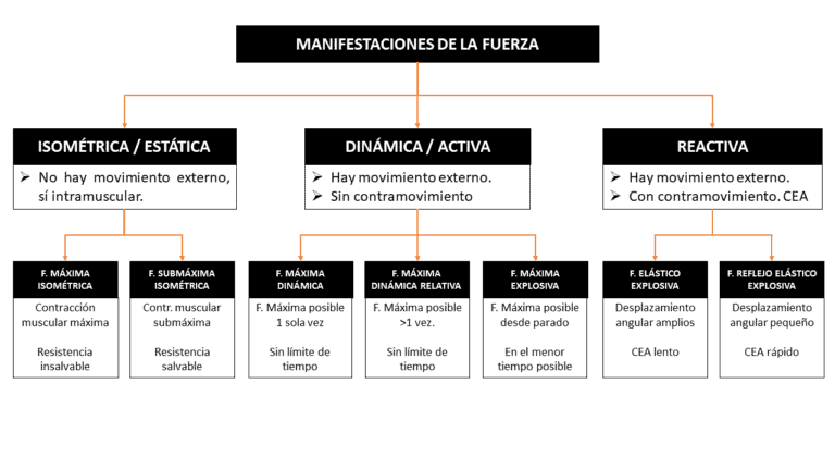 Fuerza máxima: 4 mecanismos que la determinan