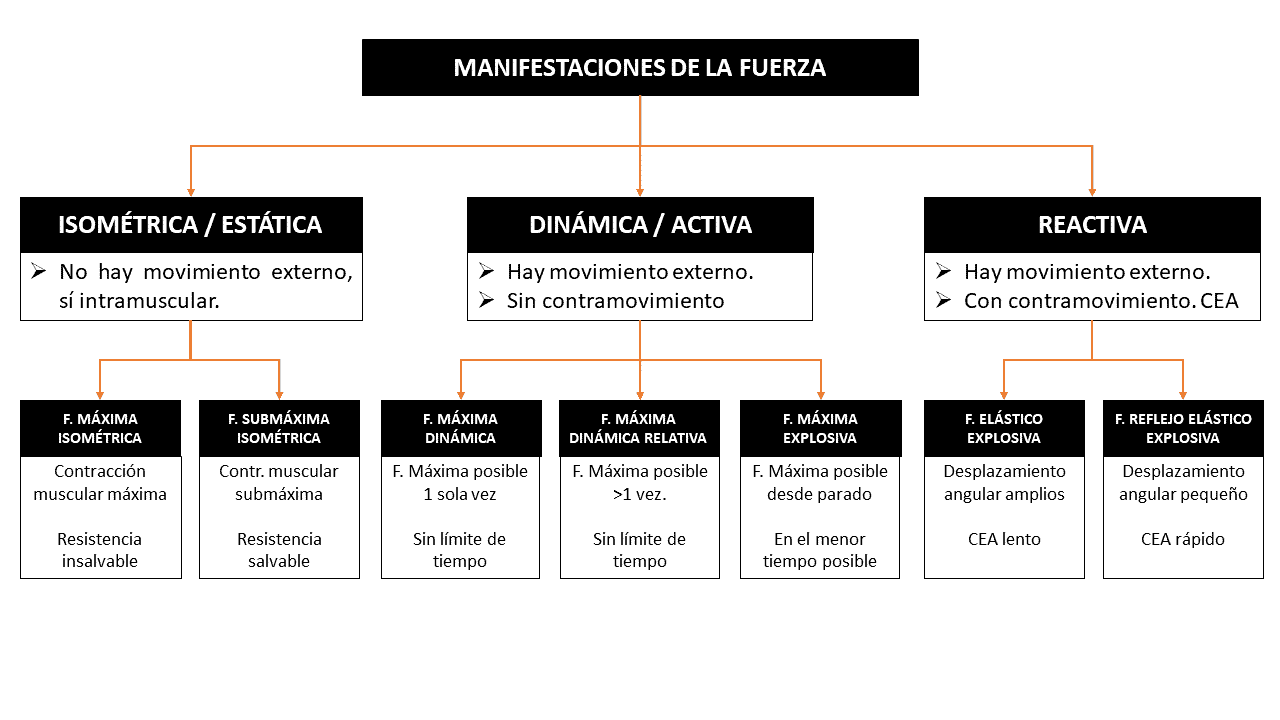 Fuerza máxima: 4 mecanismos que la determinan