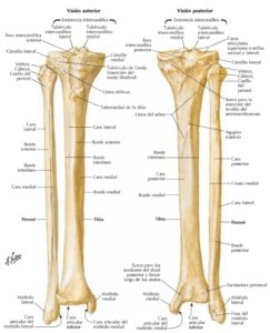 Bones of the leg: How many are there? What are they?【2023】