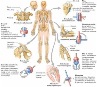9 Types of Joints in the Human Body