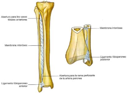 9 Types of Joints in the Human Body