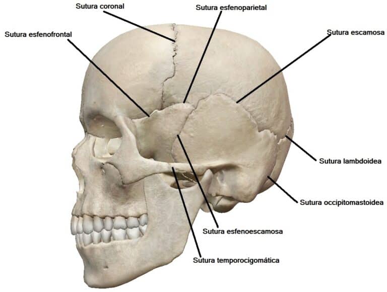 9 Types of Joints in the Human Body