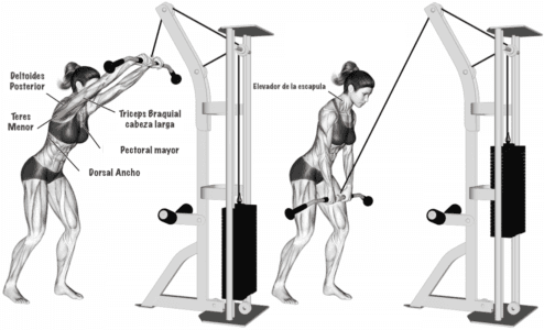 Pull over:【1 complete analysis of muscle activation】