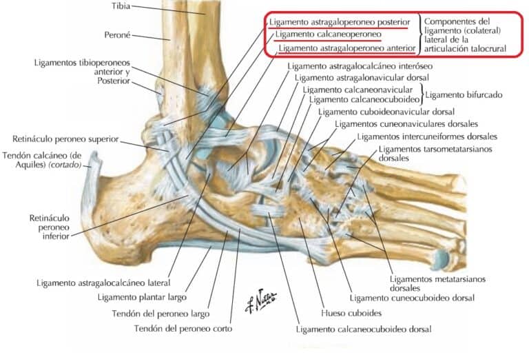 Joints of the Leg【1 Complete Anatomical Guide】