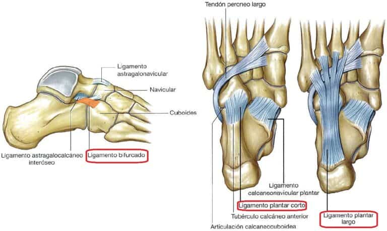 Joints of the Leg【1 Complete Anatomical Guide】