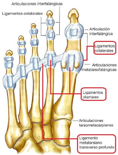 Joints of the Leg【1 Complete Anatomical Guide】