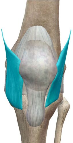 Joints of the Leg【1 Complete Anatomical Guide】