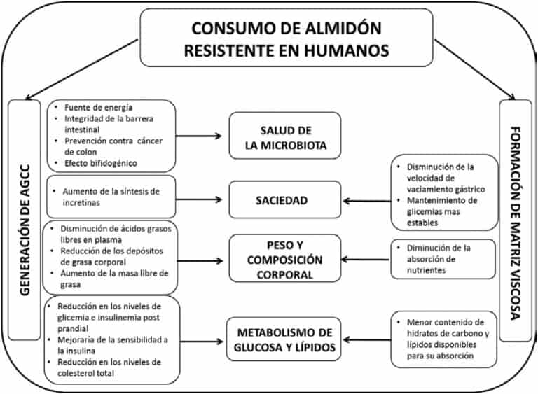 Almidón resistente: 4 beneficios que debes conocer