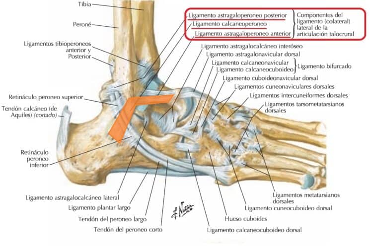 Articulaciones de la pierna【1 Guía anatómica completa】