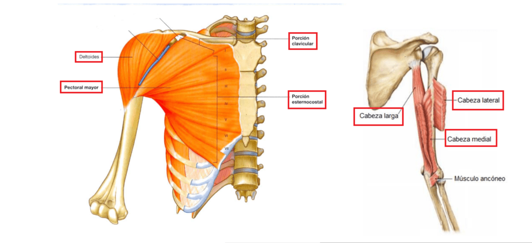 8 ejercicios para pecho que debes conocer para mejorar