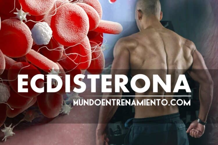 Ecdisterona:【3 Beneficios de este novedoso suplemento】