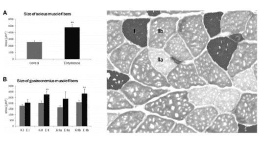 Ecdisterona:【3 Beneficios de este novedoso suplemento】