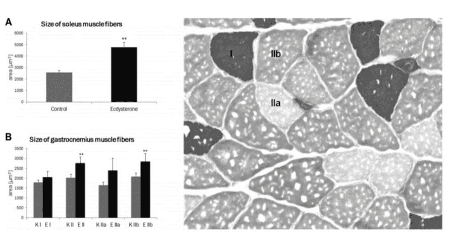 Ecdisterona:【3 Beneficios de este novedoso suplemento】