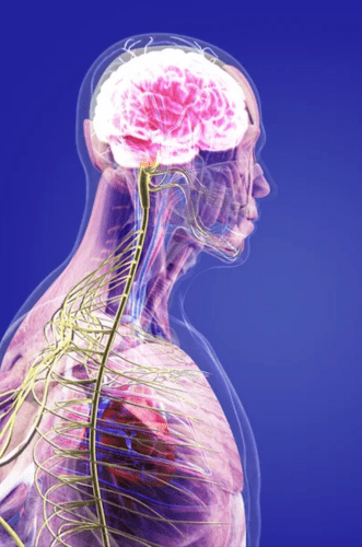 Fisiología Humana | Mundo Entrenamiento