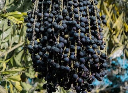 Açaí: propiedades y beneficios【1 Guía completa】