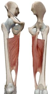 Leg Muscles -【1 Advanced Anatomical Guide】