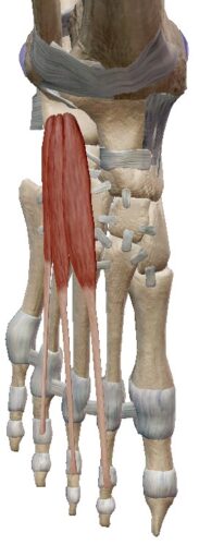 Músculos de la pierna -【1 Guía anatómica avanzada】