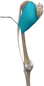 Leg Muscles -【1 Advanced Anatomical Guide】