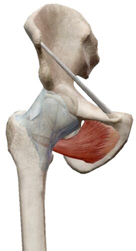 Leg Muscles -【1 Advanced Anatomical Guide】