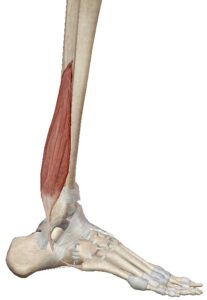 Leg Muscles -【1 Advanced Anatomical Guide】