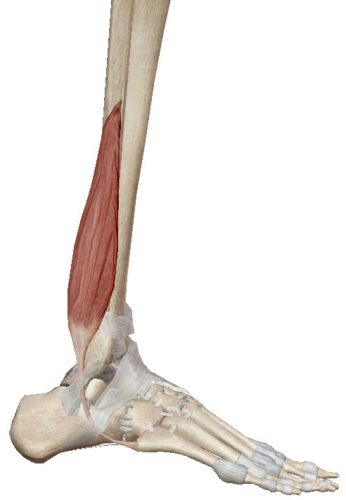 Leg Muscles -【1 Advanced Anatomical Guide】