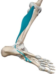 Músculos de la pierna -【1 Guía anatómica avanzada】