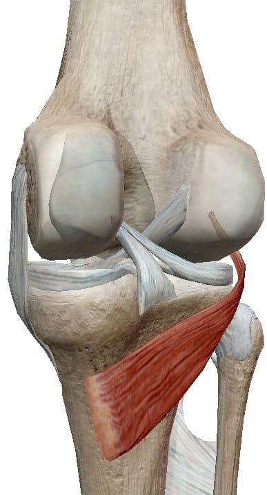 Leg Muscles -【1 Advanced Anatomical Guide】