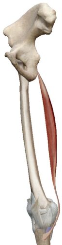 Leg Muscles -【1 Advanced Anatomical Guide】