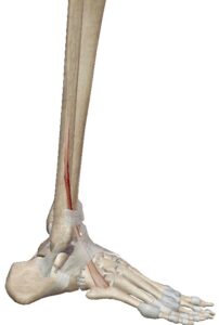 Músculos de la pierna -【1 Guía anatómica avanzada】