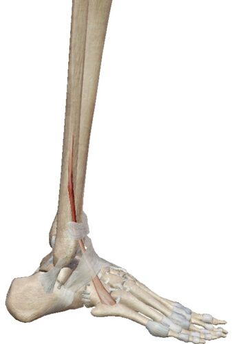 Músculos de la pierna -【1 Guía anatómica avanzada】