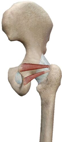 Músculos de la pierna -【1 Guía anatómica avanzada】