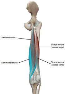 Músculos de la pierna -【1 Guía anatómica avanzada】