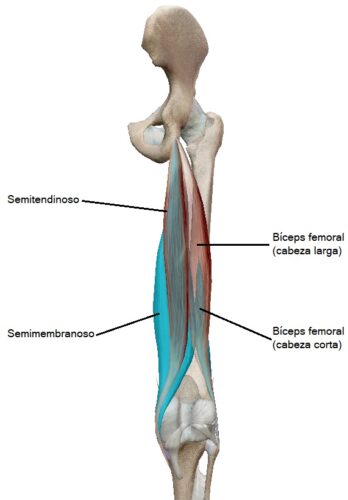 Músculos de la pierna -【1 Guía anatómica avanzada】