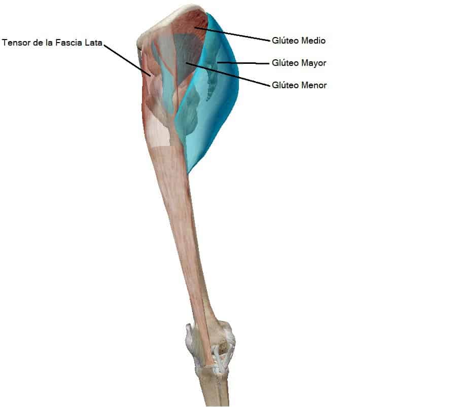 Leg Muscles -【1 Advanced Anatomical Guide】