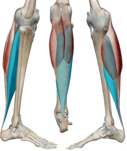 Leg Muscles -【1 Advanced Anatomical Guide】