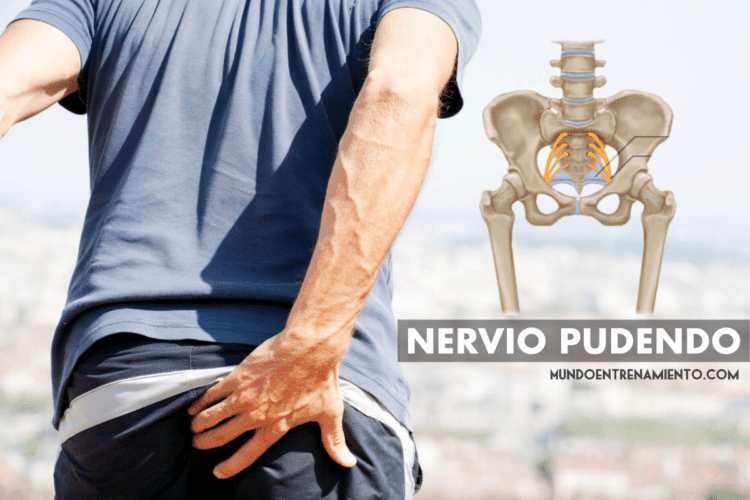 Nervio pudendo - Anatomía, lesiones y tratamiento【1 Guía】