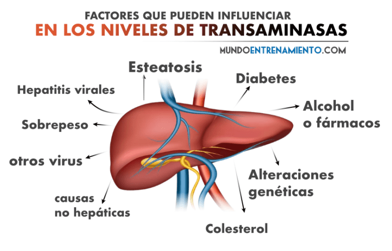Transaminasas altas -【Descubre el origen y cómo tratarlo】