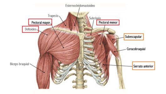 Pectoral mujer: 5 ejercicios estrella para el gimnasio que no pueden faltar