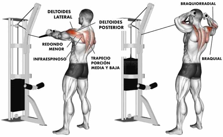 Face pull -【1 Ejercicio en polea para trabajar la espalda】