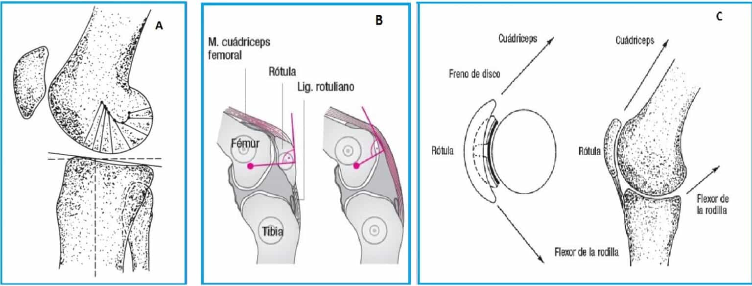 Extensión de Cuádriceps -【1 Guía completa】