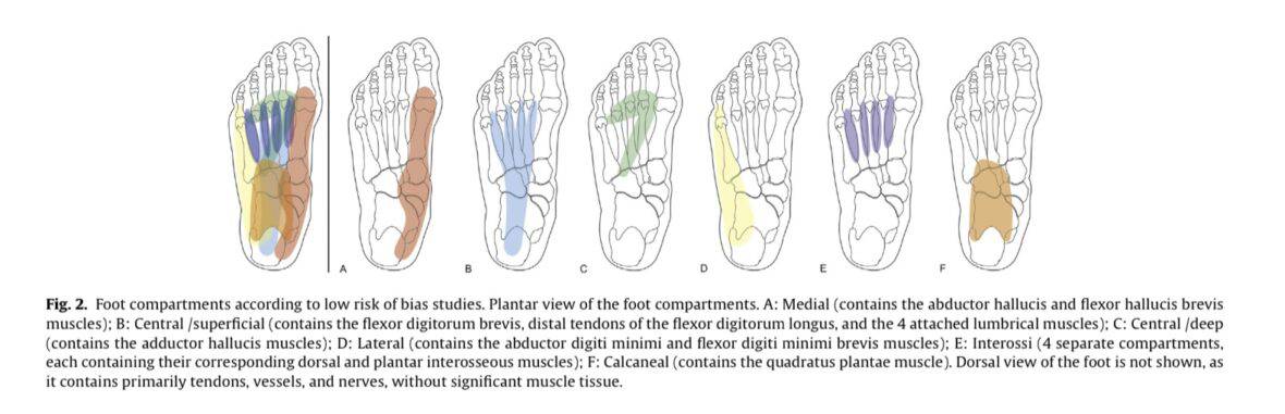 Anatomía del pie -【1 Guía completa】