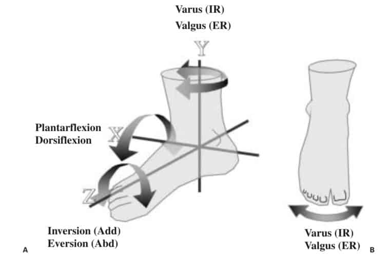 Anatomía del pie -【1 Guía completa】