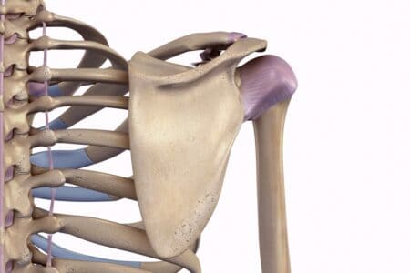 Cintura escapular: una guía anatómica completa