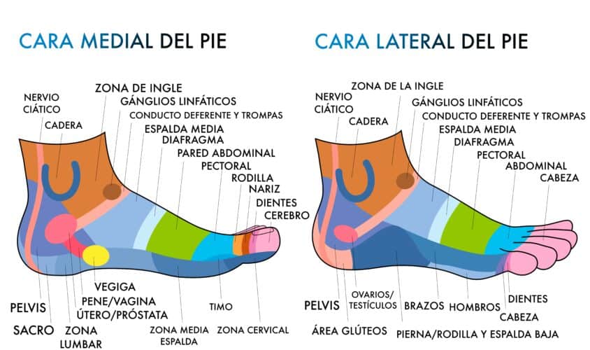 Reflexoterapia podal -【1 Guía completa】